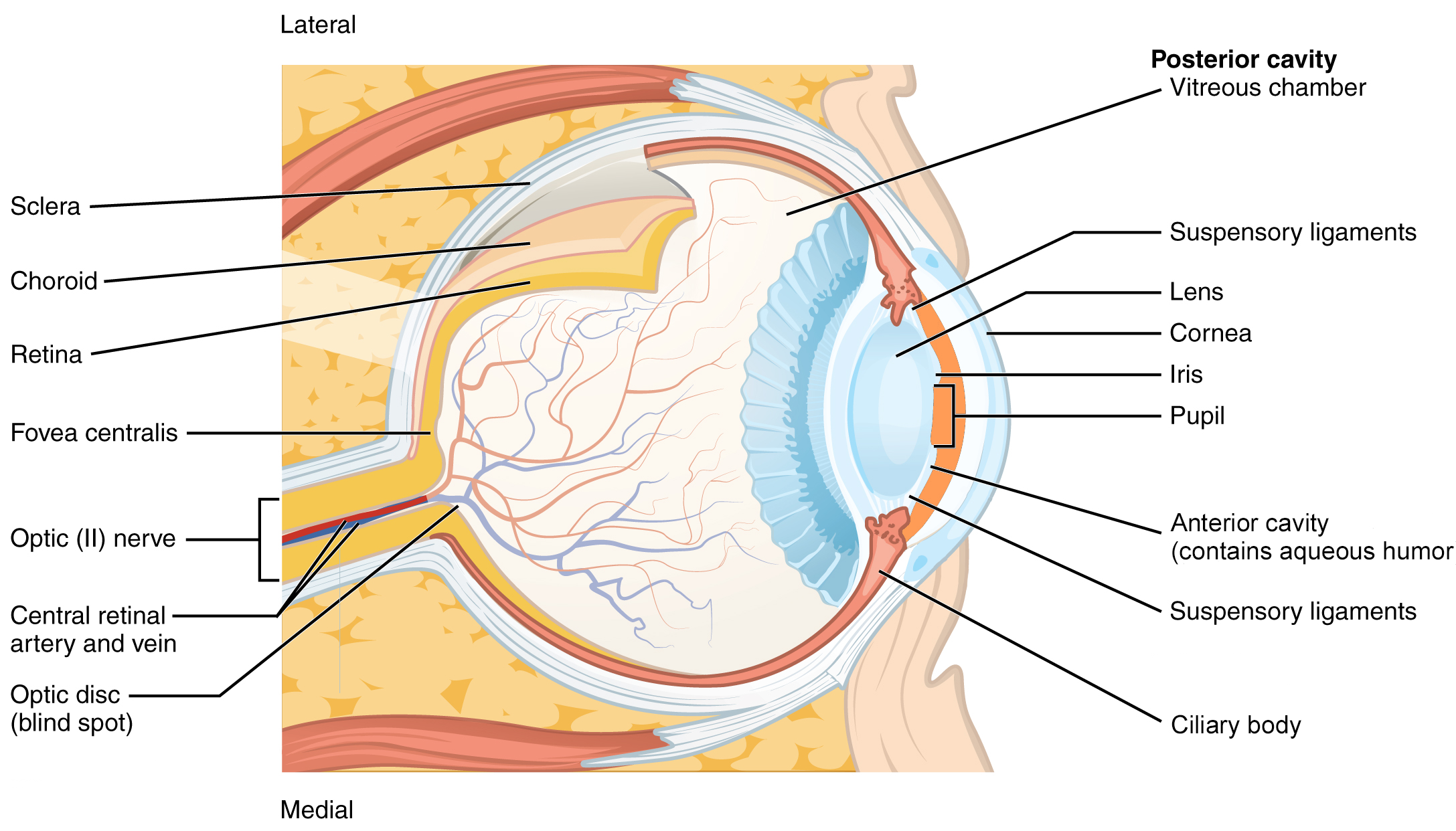 Vision Tutorial | Sophia Learning