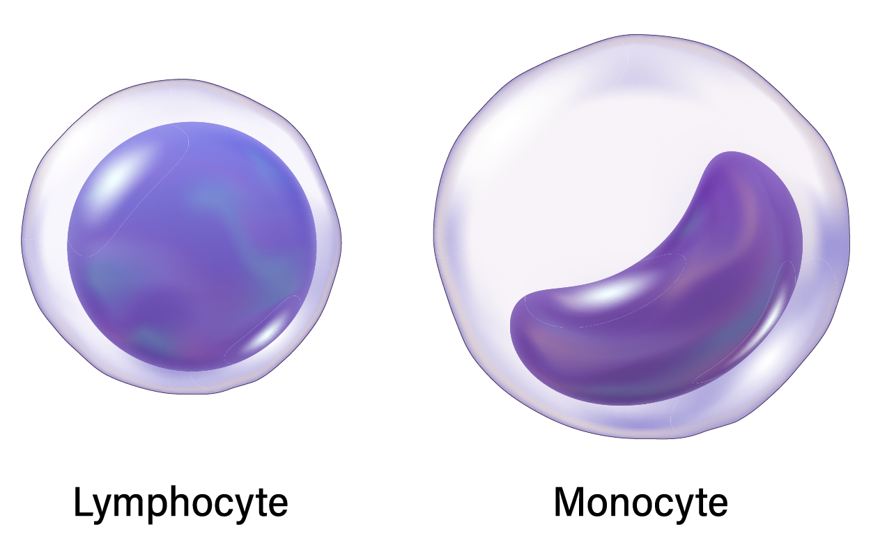 White Blood Cells Tutorial | Sophia Learning