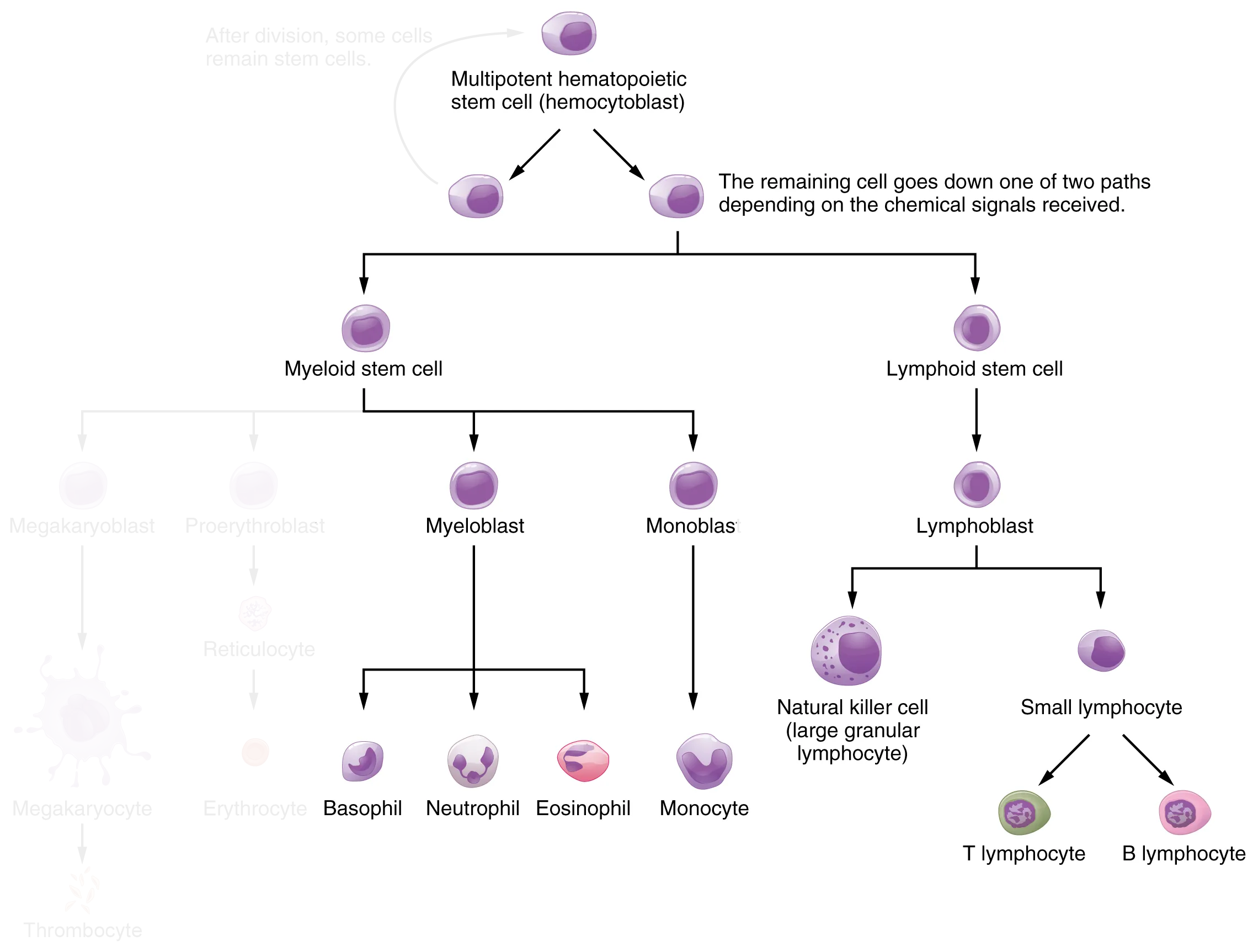White Blood Cells Tutorial | Sophia Learning