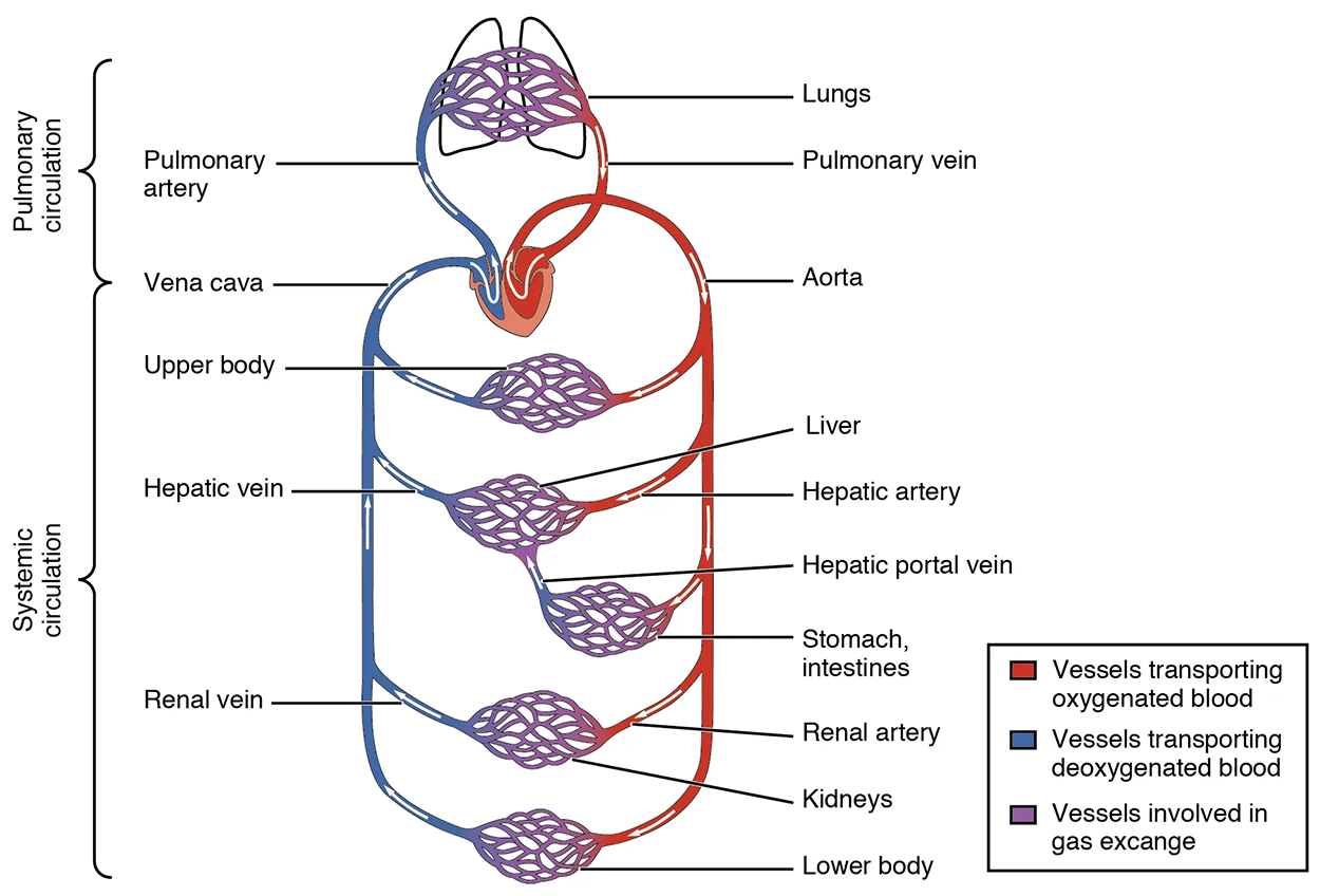 The Cardiovascular System Tutorial | Sophia Learning
