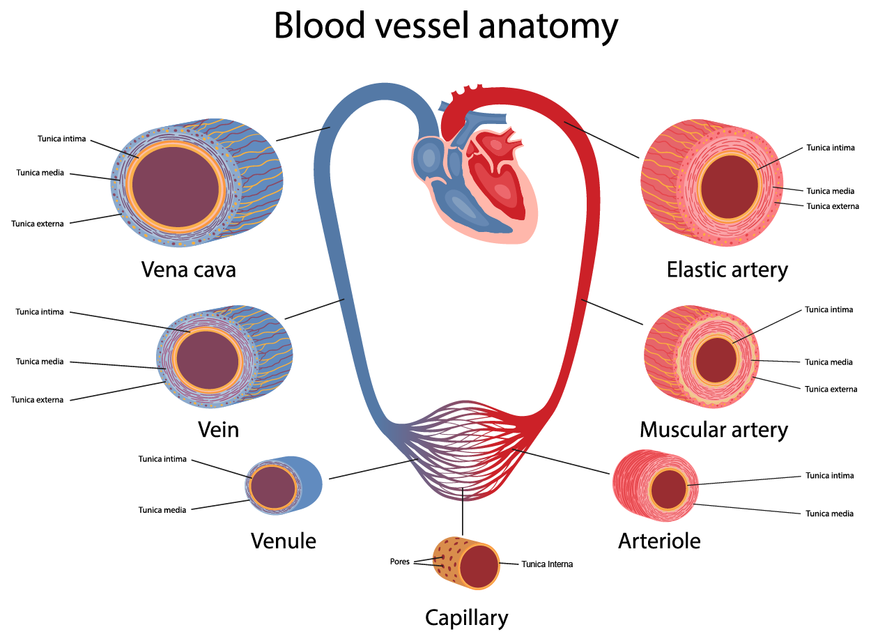 The Cardiovascular System Tutorial | Sophia Learning