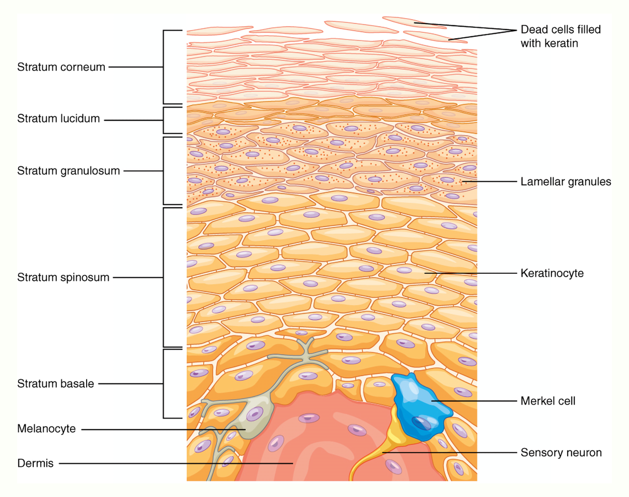 Skin Anatomy and Accessory Structures Tutorial | Sophia Learning
