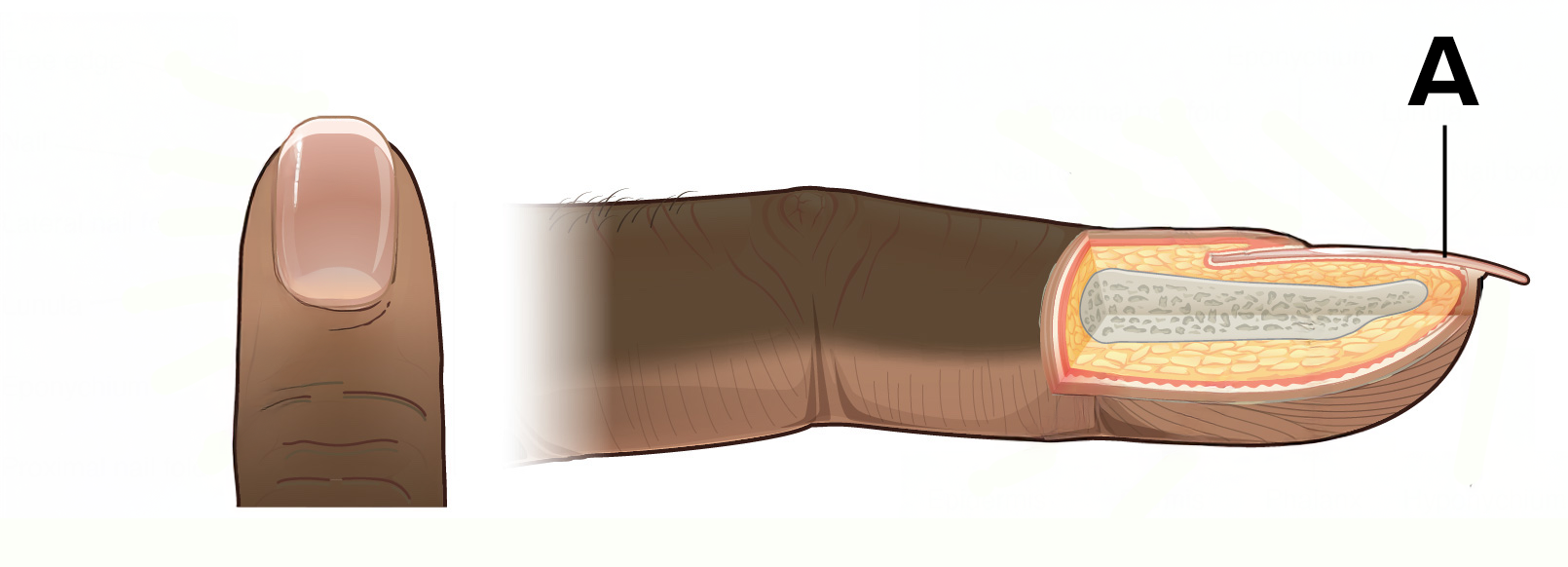 Skin Anatomy and Accessory Structures Tutorial | Sophia Learning