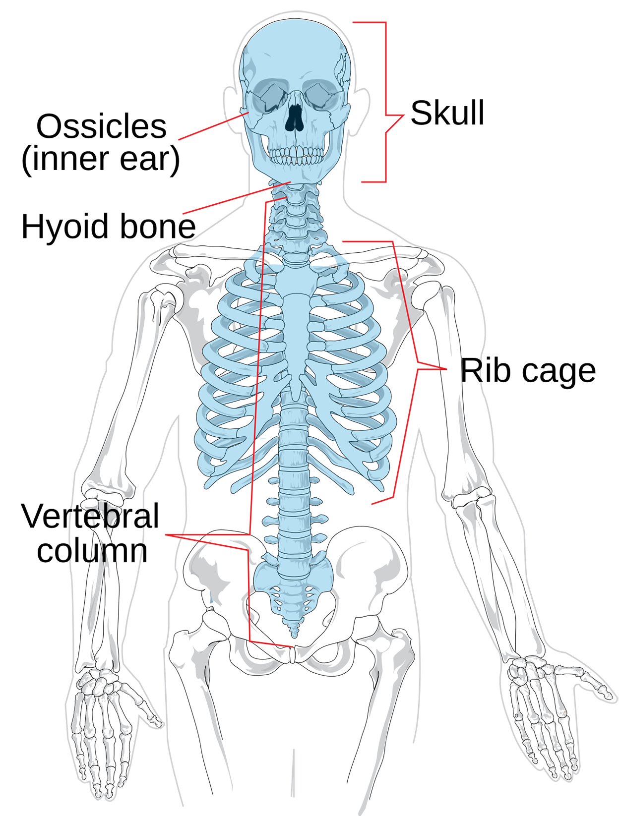 Axial and Appendicular Skeletons Tutorial | Sophia Learning