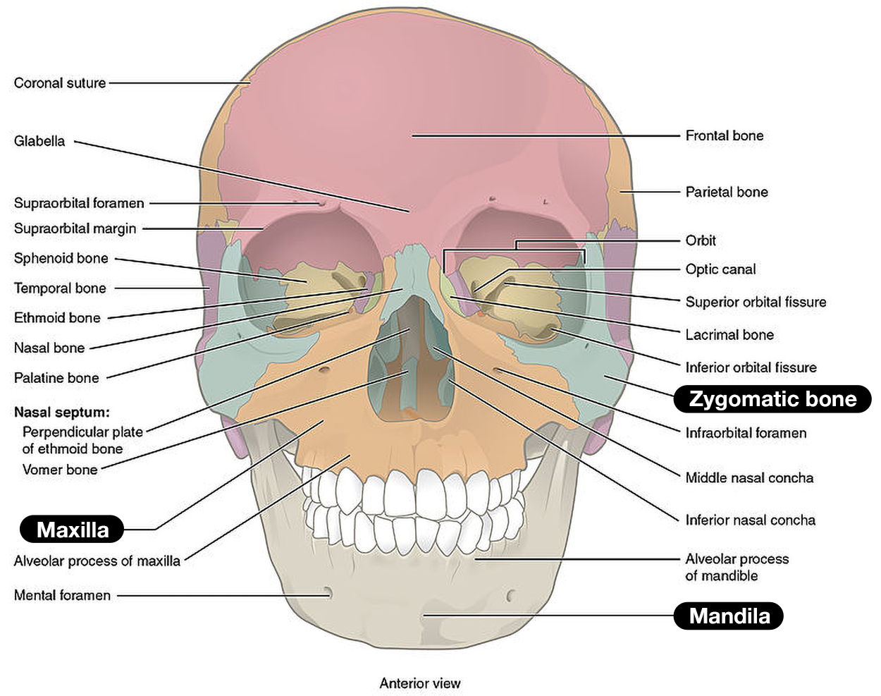 Axial and Appendicular Skeletons Tutorial | Sophia Learning