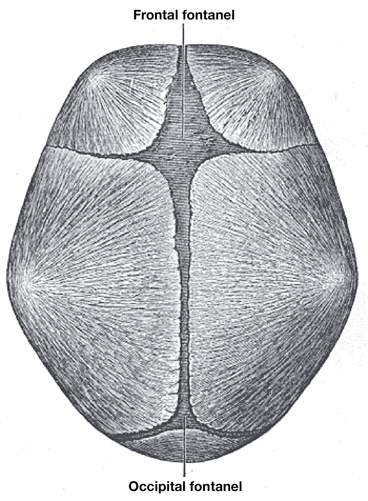 Axial and Appendicular Skeletons Tutorial | Sophia Learning