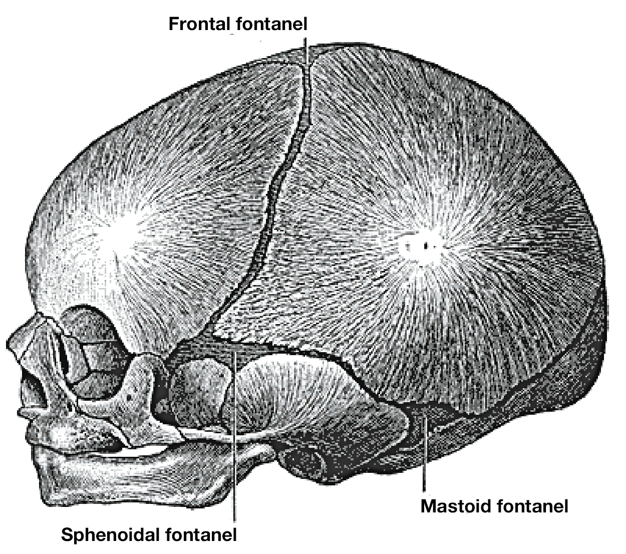 Axial and Appendicular Skeletons Tutorial | Sophia Learning