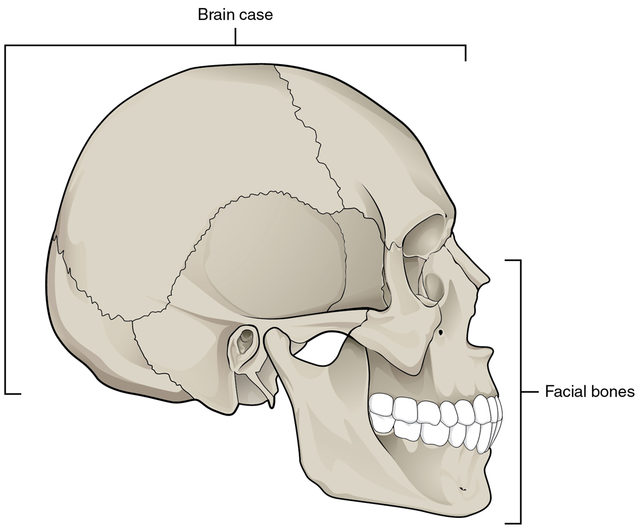 Axial and Appendicular Skeletons Tutorial | Sophia Learning
