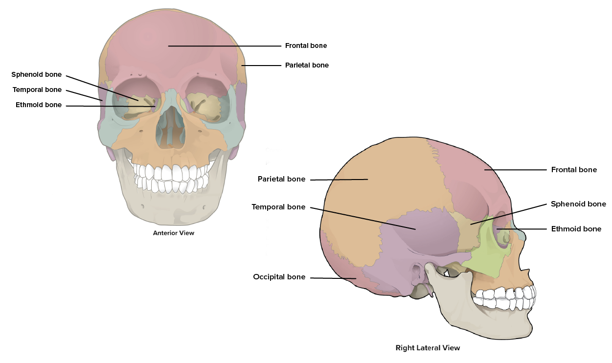 Axial and Appendicular Skeletons Tutorial | Sophia Learning