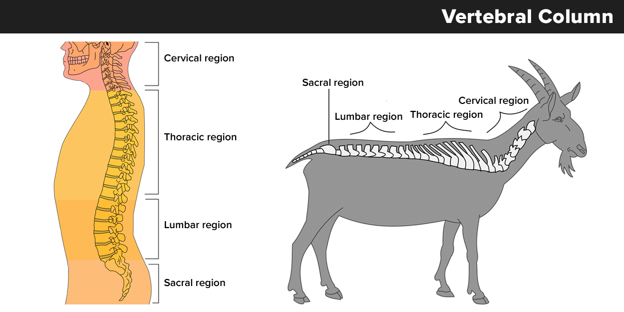 Axial and Appendicular Skeletons Tutorial | Sophia Learning