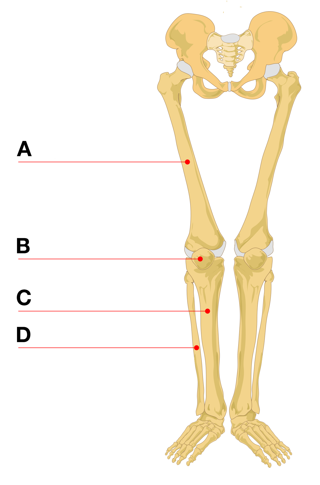 Axial and Appendicular Skeletons Tutorial | Sophia Learning