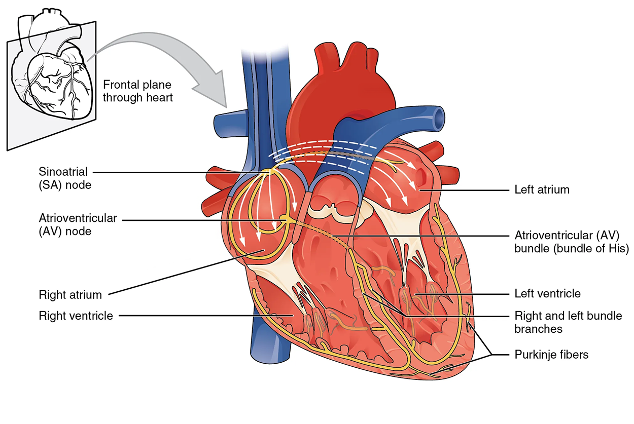 Conduction System of the Heart Tutorial | Sophia Learning