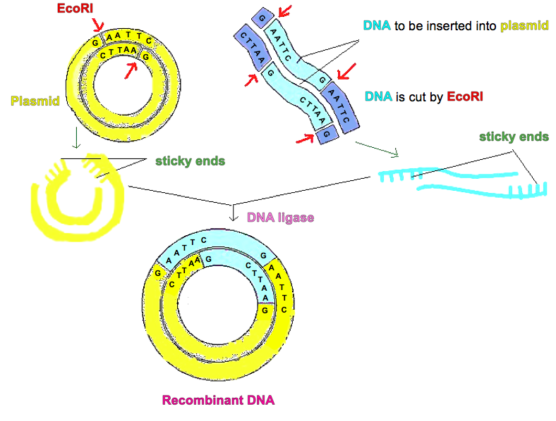 DNA Technology and Research Tutorial | Sophia Learning